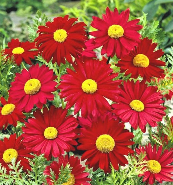 200pcs Beautiful Fresh Seeds Chrysanthemum Robinsons Red #CDNB7
