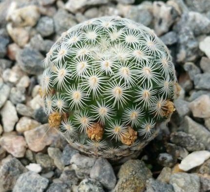 1 Live PLant - Mammillaria Solisioides Cactus Cacti Potted #PLTD8