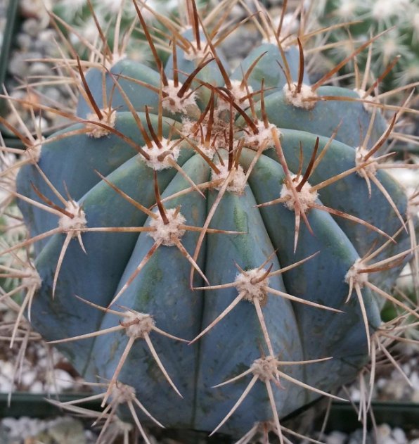 1 Live Plant - Melocactus Azureus Cactus Cacti Potted #PLTD8