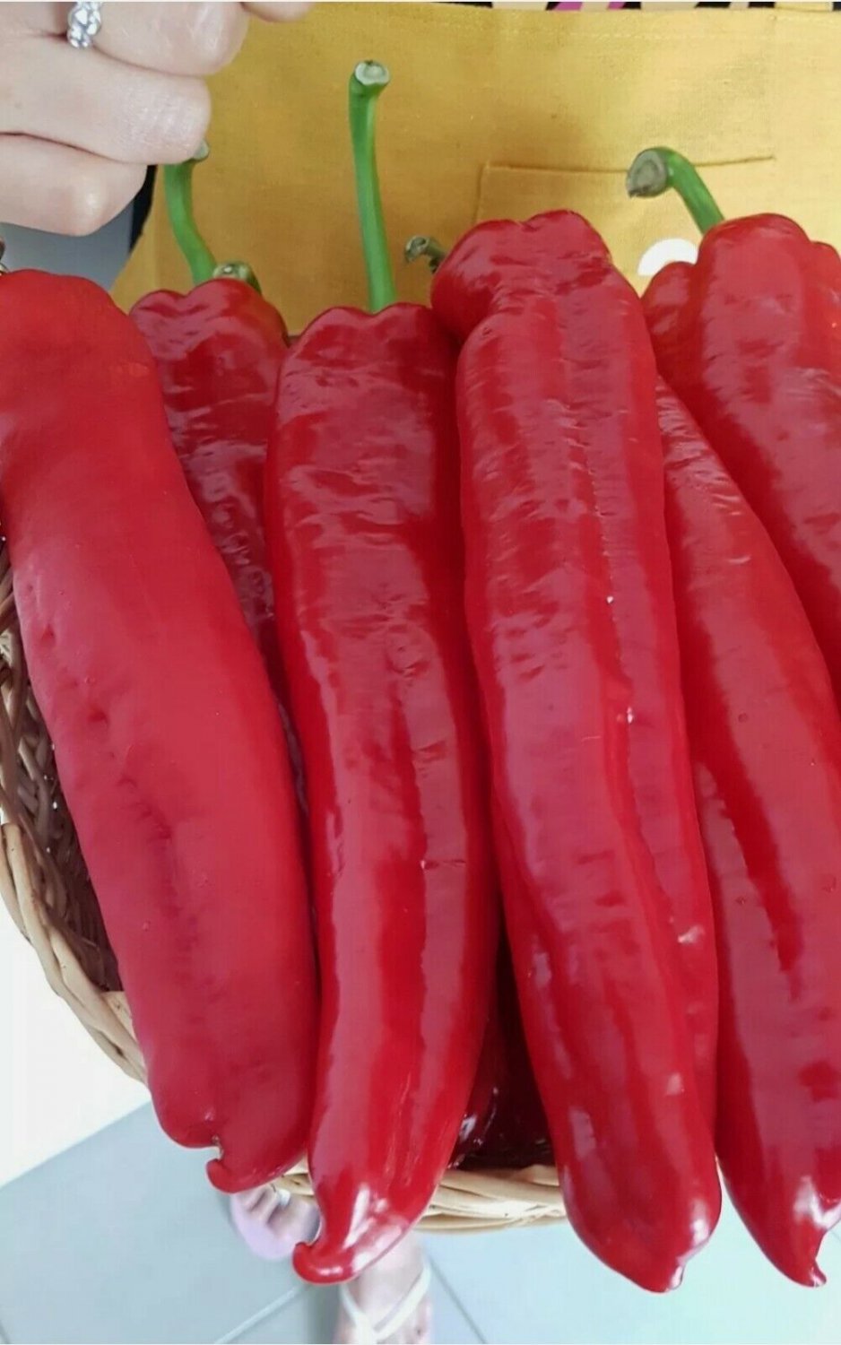 Giant Palermo Chilli Pepper Seeds - Great For Your Home Garden - 20 ...