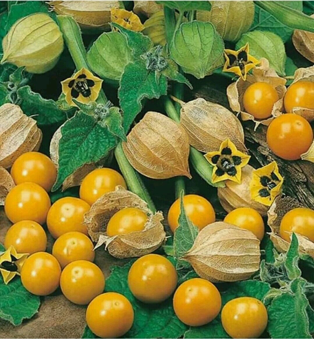 Cape Gooseberry Seeds - Great For Your Home Garden - 50 Seeds Fruit