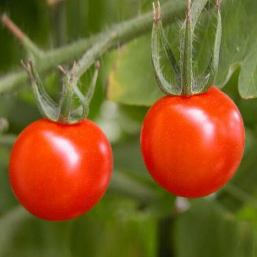 Tomato Tomme Toe Seeds - Great For Your Home Garden - 15 Seeds Fruit