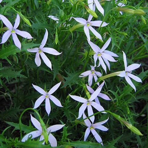 ROCK ISOTOME LAURENTIA Isotoma Petraea - NATIVE GROUND COVER - 100 Seeds