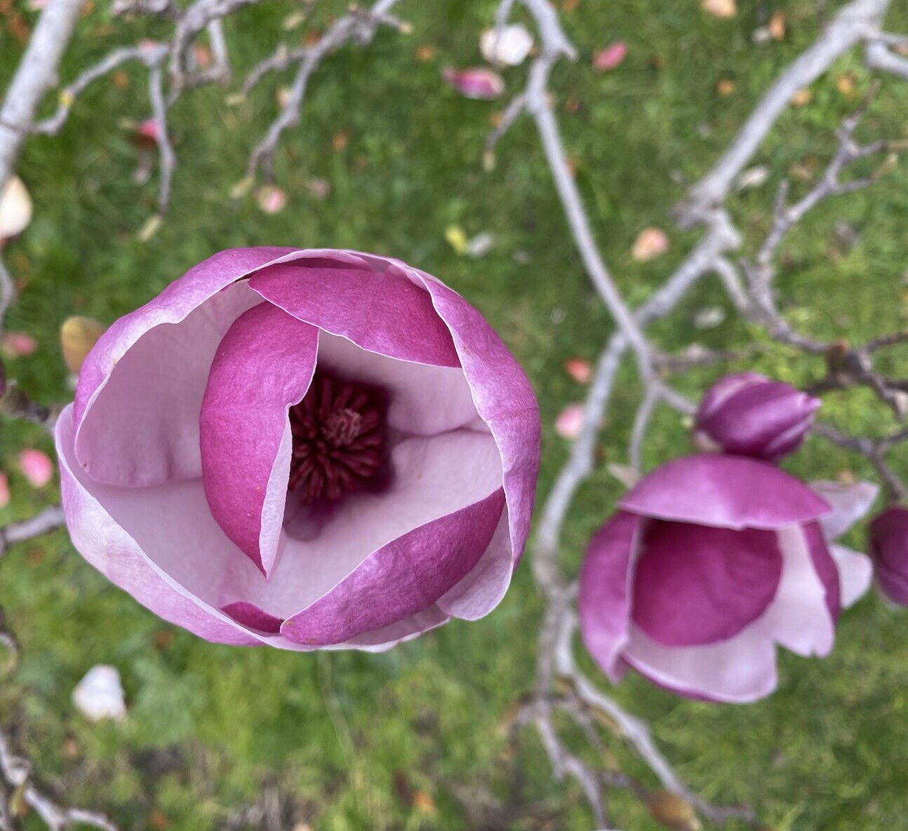 Saucer Magnolia Seeds - Magnolia x Soulangeana ‘Rustic Rubra’ - Garden ...