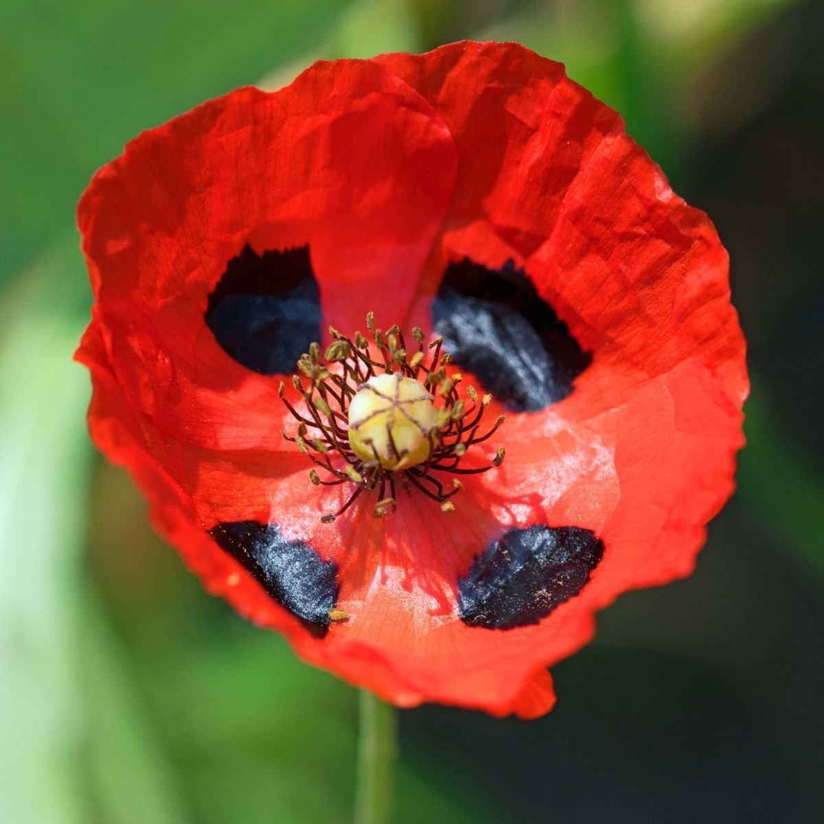 Poppy Ladybird Flower Garden Seeds - Garden Flower Plant - 500 Seeds