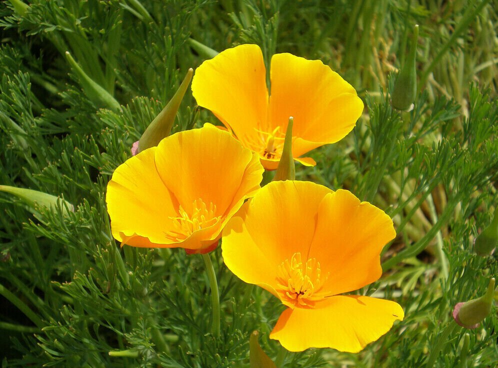 Californian Poppy Golden West Flower Garden Seeds - Garden Flower Plant ...