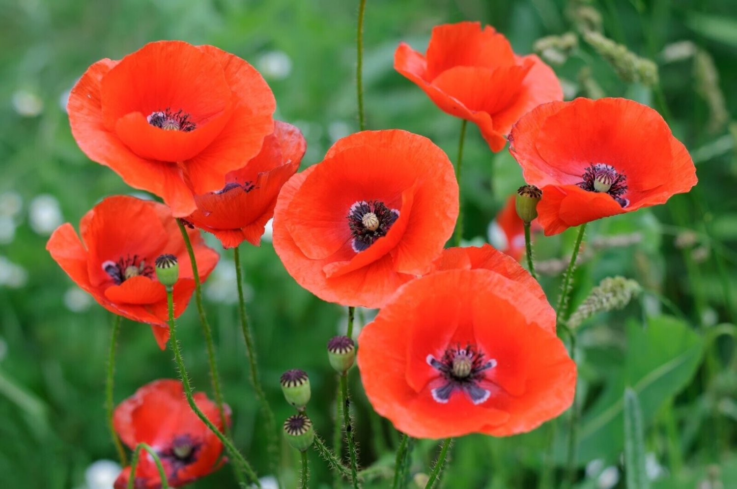POPPY Single Red Flanders Remembrance Anzac Flower Seeds - Garden ...