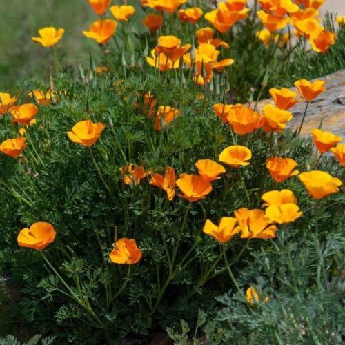CALIFORNIAN POPPY Golden West Flower Seeds - Garden Flower Plant - 165 Seed