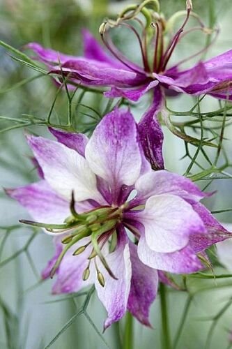Nigella Damascena “Mulberry Rose” Flower Seeds - Garden Flower Plant ...