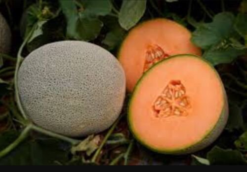 Rockmelon Seeds Fruit Melon Vegetable Seeds - Garden Fruit Plant - 25 Seeds