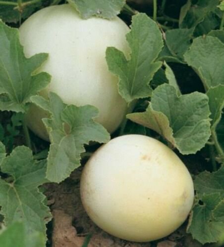 Honeydew melon rockmelon Vegetable Seeds - Garden Fruit Plant - 40 Seeds
