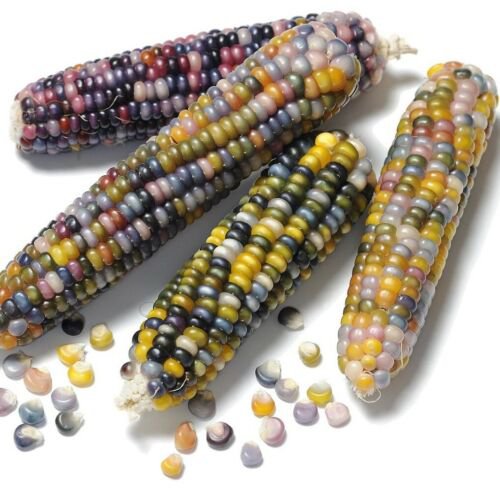 CORN MAIZE GLASS GEM Seeds - Garden Vegetable Plant - 15 Seeds