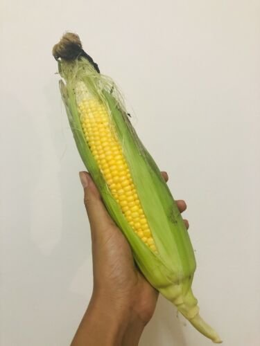 Heirloom Sweet corn Seeds - Garden Vegetable Plant - 50 Seeds