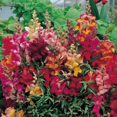 SNAPDRAGON FROSTED FLAMES VARIEGATED Seeds - Garden Flower Plant - 50 Seeds