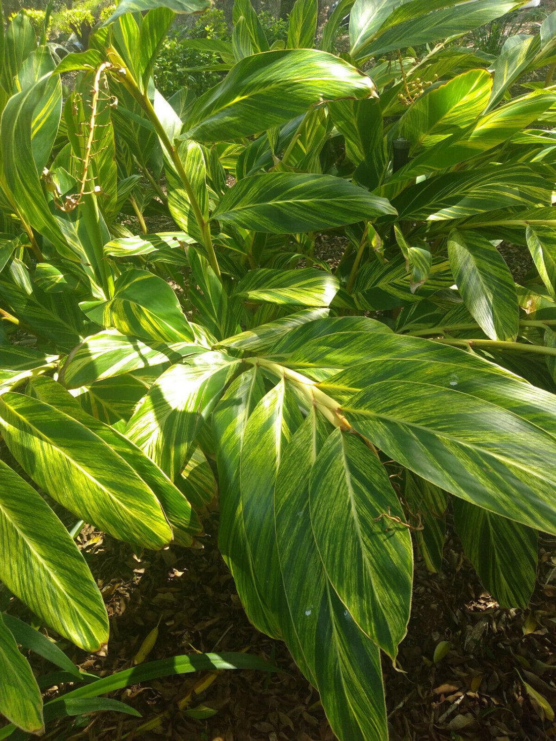 Variegated Shell Ginger Seeds Alpinia zerumbet variegata Seeds - Garden ...
