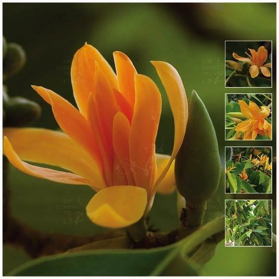 Magnolia Champaca Champak Michelia Seeds - Garden Flower Tree Plant - 6 ...