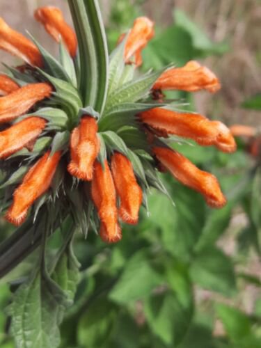 Leonotis leonorus-Lion's tail'-Wild dagga Seeds - Garden Flower Plant ...