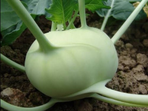 Kohl Rabi Seeds "White" Home Vegetable Seeds - Garden Vegetable Plant ...