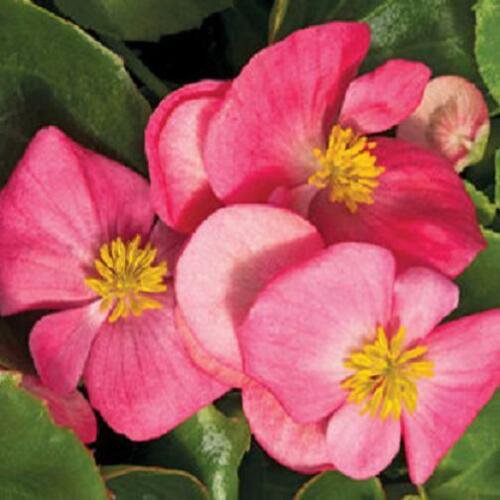 BERGONIA Bada Bing Rose dwarf Flower Seeds - Garden Flower Plant - 30X