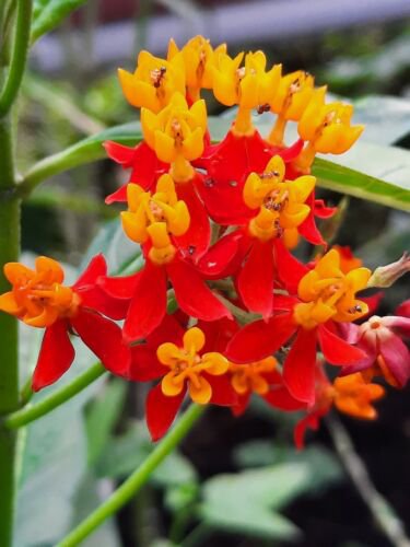 Bloodflower (Asclepias curassavica) 'Silky deep red' Seeds - Garden ...