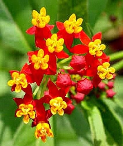 Bloodflower (Asclepias curassavica) Seeds - Garden Flower Plant - 10X
