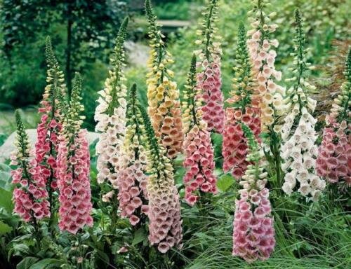 FOXGLOVE DWARF FOXY Flower Seeds - Garden Flower Plant - 1000X