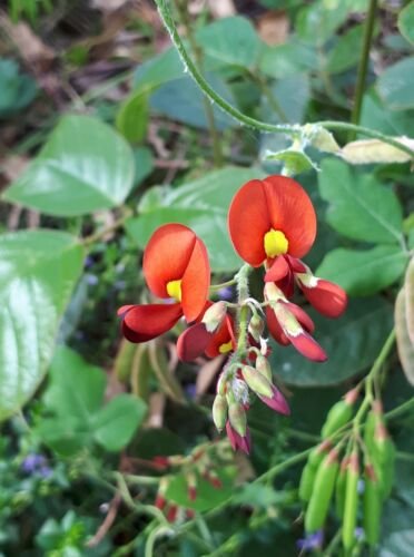Kennedia macrophylla Cape Leeuwin Creeper Seeds - Garden Tree Plant - 20X