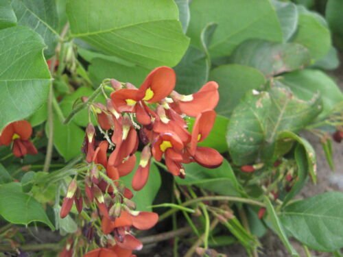 Kennedia macrophylla Seeds - Garden Tree Plant - 15X