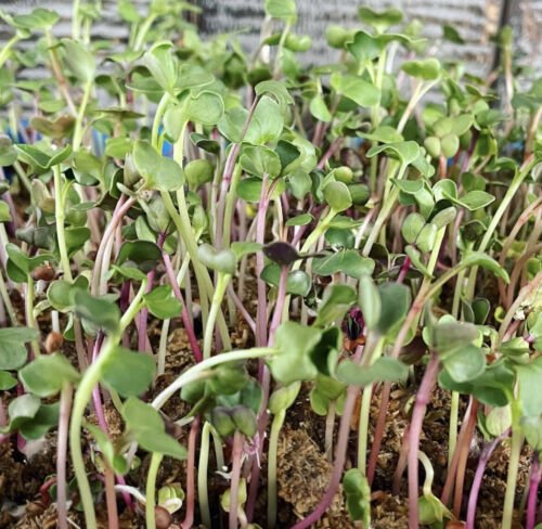Broccoli Sprout Seeds Vegetable - Vegetable Garden Plant - 125X Seeds