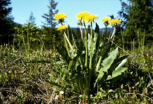 Dandelion Wild (Taraxacum officinale) Flower - Flower Garden Plant ...