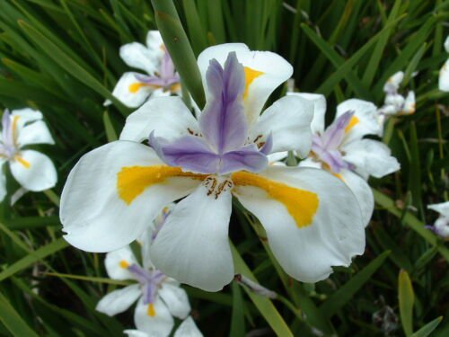 Dietes grandiflora - Butterfly Iris Flower Seeds - Flower Garden Plant ...