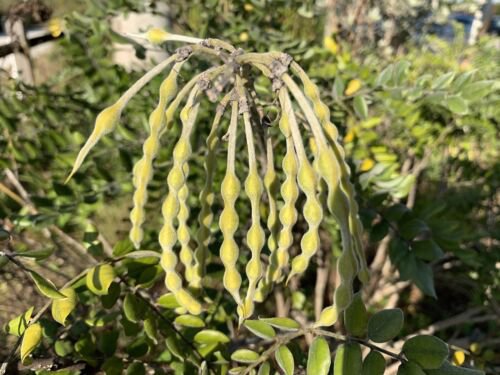 NECKLACE POD (Sophora tomentosa) Flower - Flower Home Garden - 10X Seeds