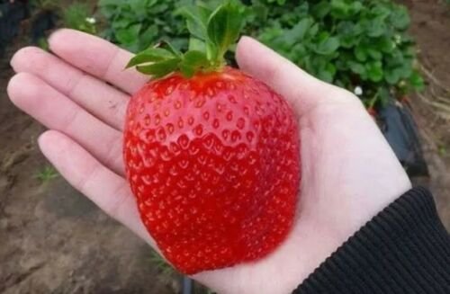 Giant Strawberry Organic Fruit Seeds - Fruit Home Garden - 65X Seeds