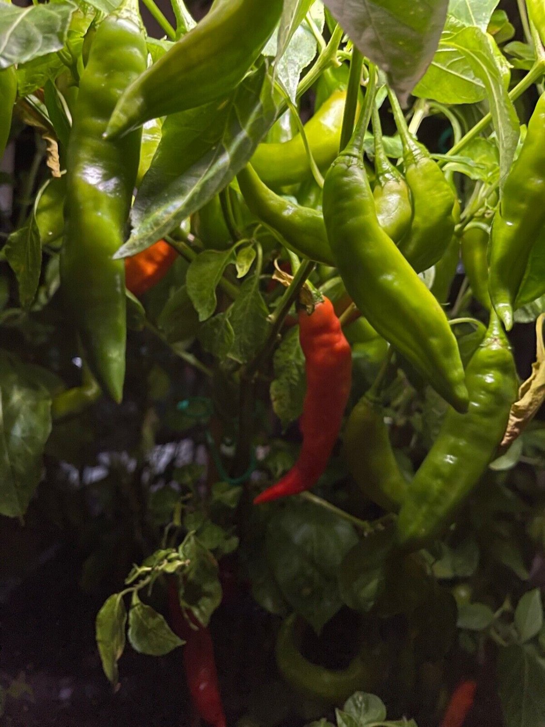 AJI Strawberry Drop Chilli Vegetable Seeds - Fruit Home Garden - 15X Seeds