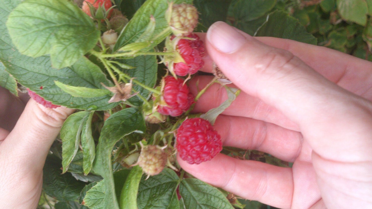 Red Raspberry "Heritage" Fruit Seeds - Fruit Home Garden - 15X Seeds