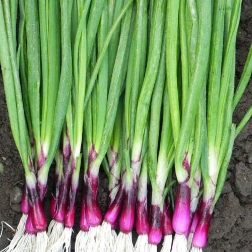 ONION (SPRING) Red (Bunching Red Beard) vegetable Seeds - Vegetable ...