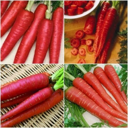 Carrot Scarlet Red Vegetable Seeds - Vegetable Home Garden - 100 Seeds