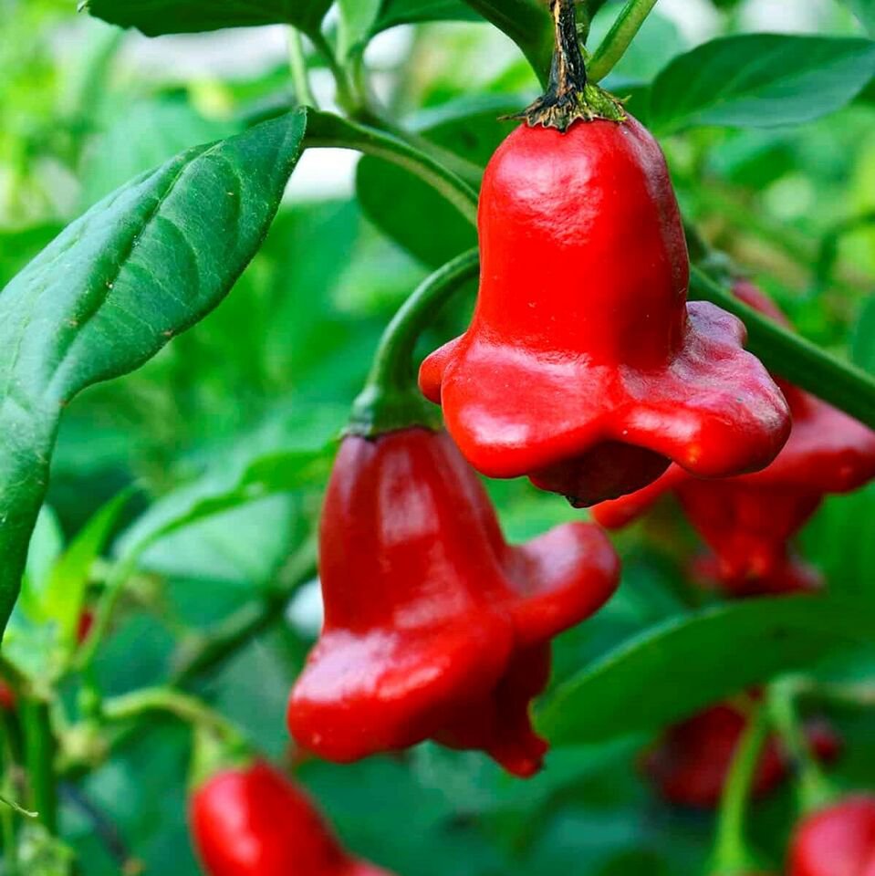 Chilli BISHOP'S CROWN Vegetable Seeds - Vegetable Home Garden - 10 Seeds