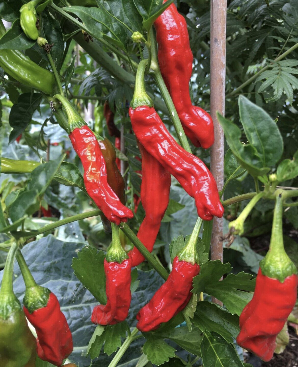 Shishito Chilli Pepper Vegetable Seeds - Vegetable Home Garden - 5 Seeds
