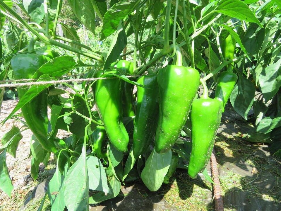 Giant Capsicum/Pepper "Bullhorn" Bell pepper Vegetable Seeds ...