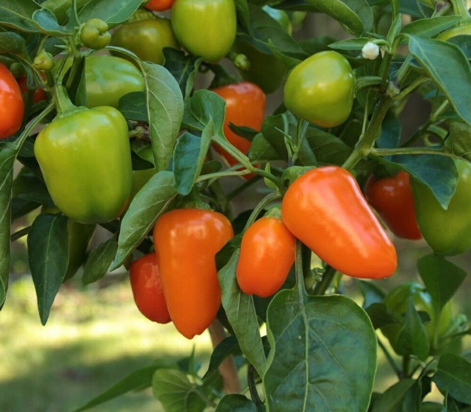 Capsicum Mini gypsy bell Pepper mix Vegetable Seeds - Vegetable Home ...