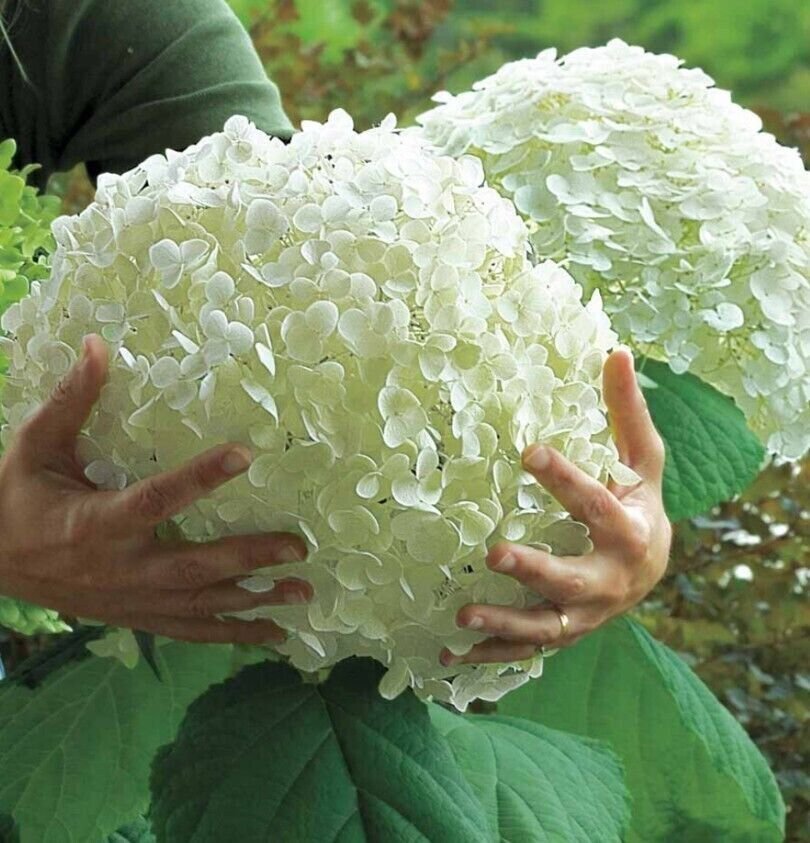 Giant Hydrangea "Avant Garde" Fruit - Home Garden cutting for rooting