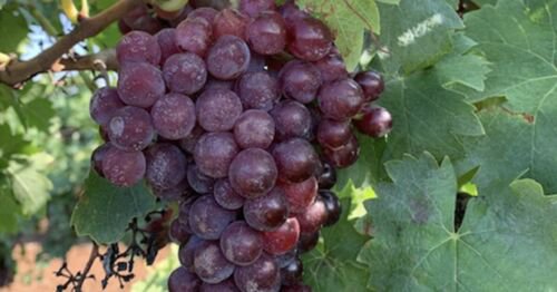 Grape plant Moscato pink Fruit - Home Garden cutting for rooting