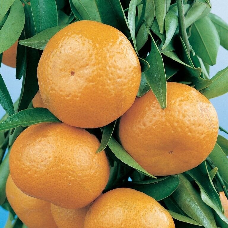 Mandarin cutting Imperial seedless Plant Fruit - Home Garden cutting ...