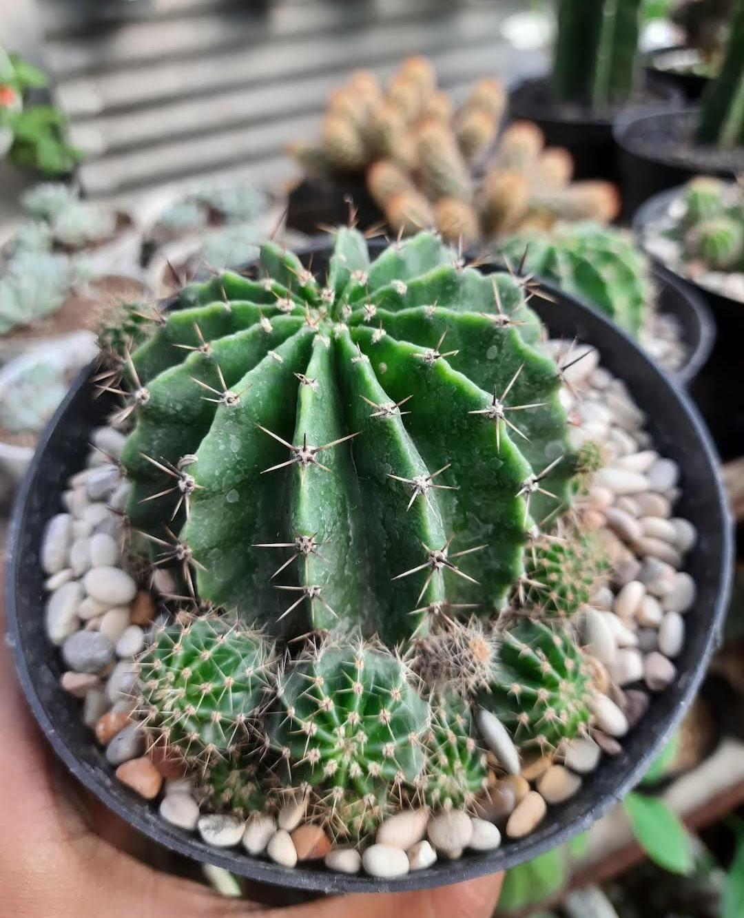 Echinopsis Calochlora cluster Cactus Flower Live Plant - Home Garden ...