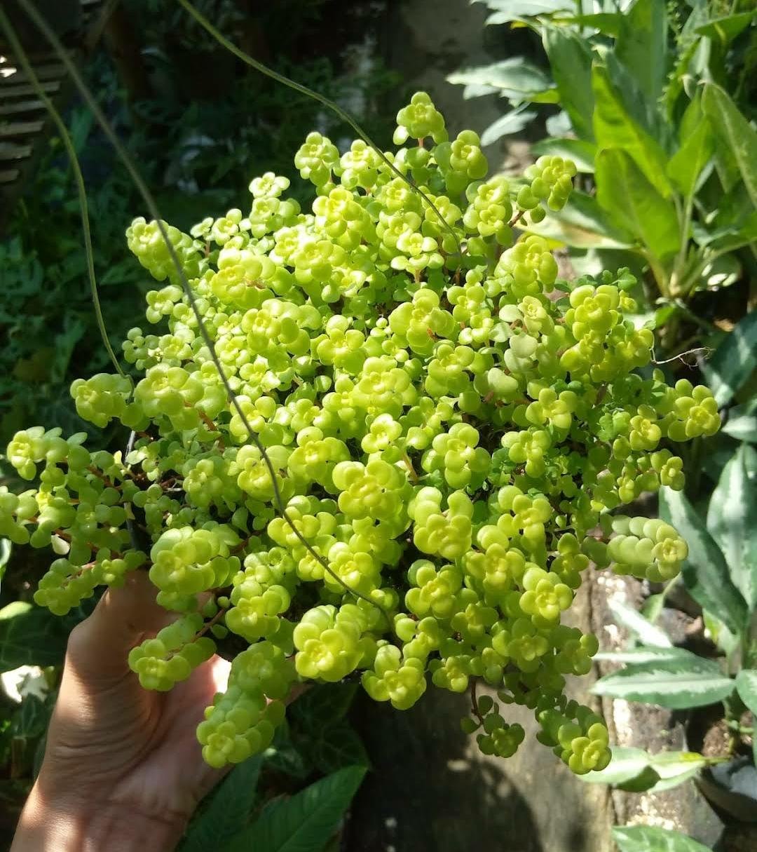 Ogon Golden Japanese Stonecrop Sedum makinoi Live Plant - Plant for ...