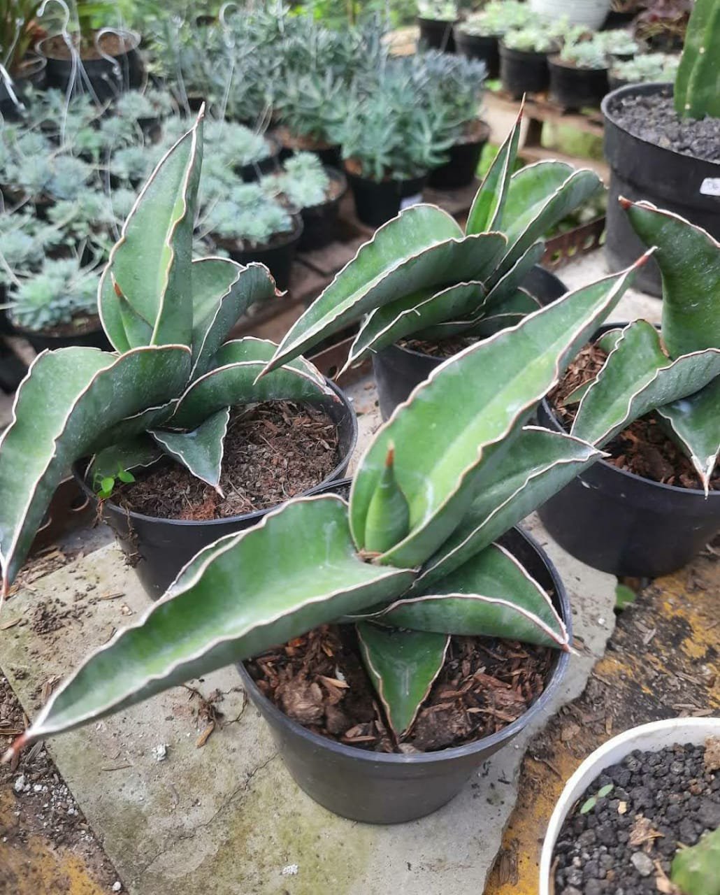 Sansevieria Samurai - Sansevieria Ehrenbergii Flower Live Plant - Plant ...