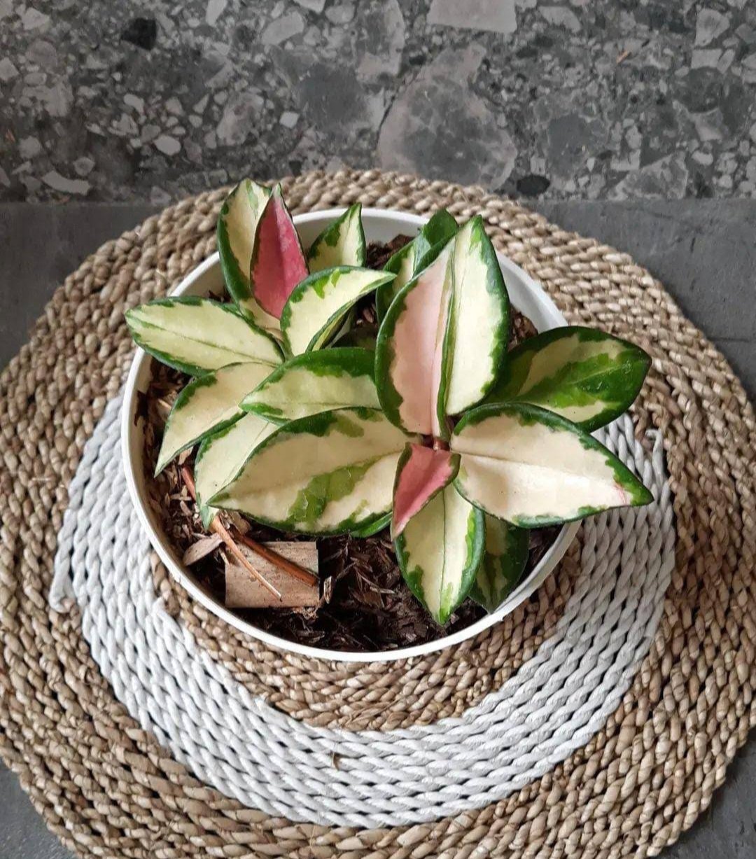 Hoya Carnosa Exotica Tricolor Home Flower Rare Live Plant - Plant for ...