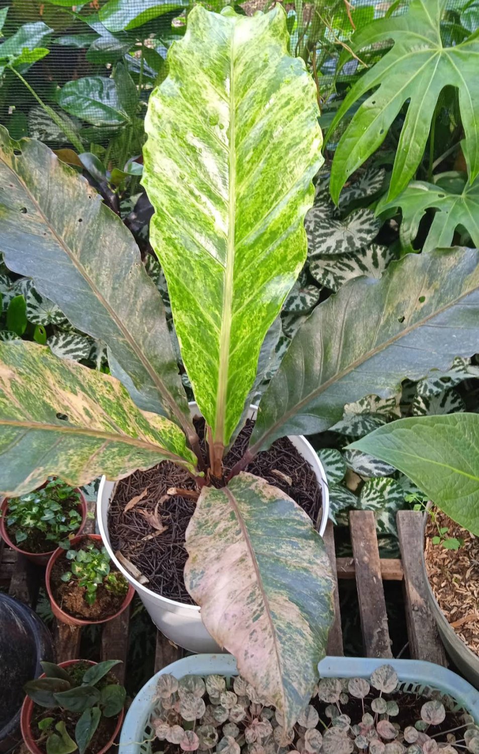 Anthurium Hookeri variegata plant Rare Home Rare Live Plant - Plant for ...