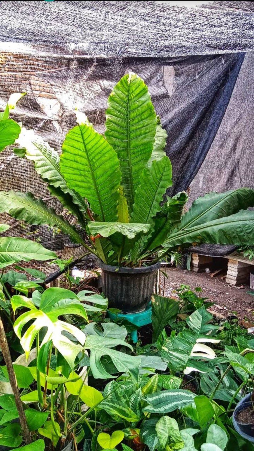 Anthurium Hookeri plant Rare Home Rare Live Plant - Plant for Your Home ...